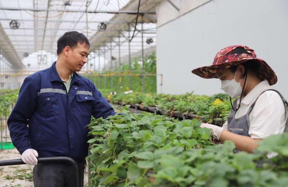 Thương hiệu HTX rau quả sạch Chúc Sơn: Nỗ lực vì sức khoẻ