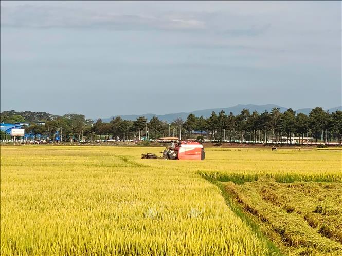 Thị trường lúa gạo 'nín thở' chờ làn sóng thu mua mới